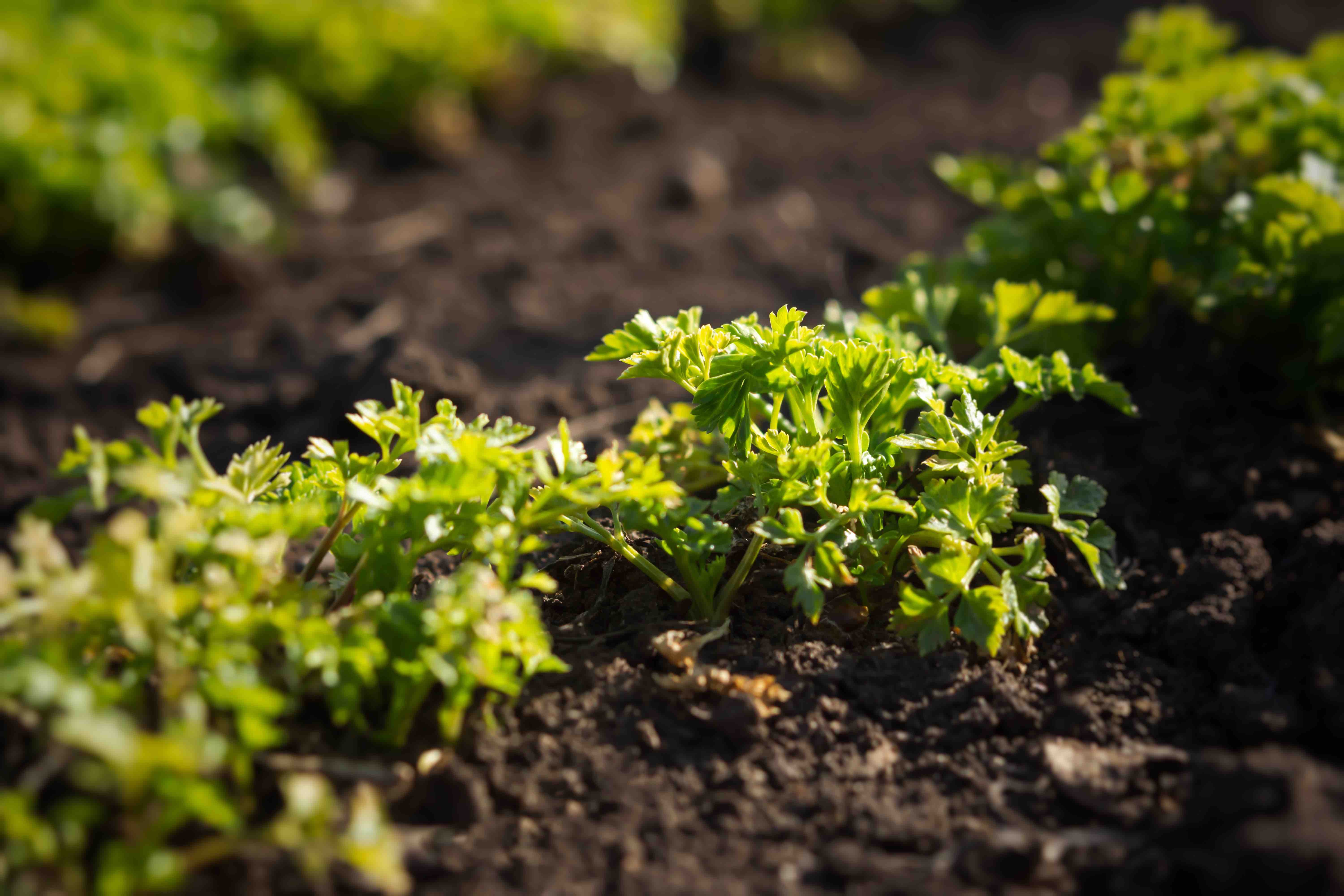 Parsley Seeds – Vegetable Seeds Company