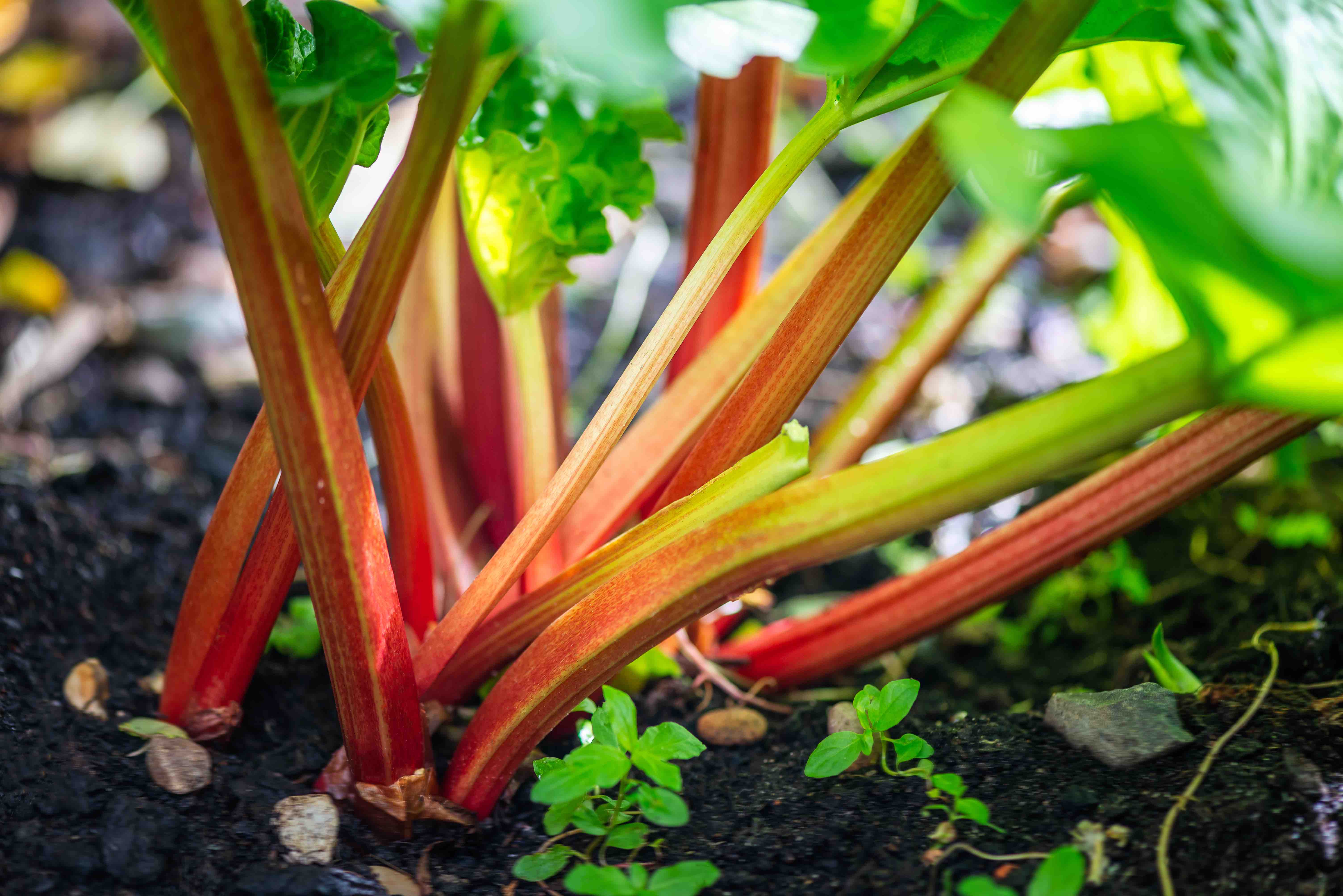 Rhubarb Seeds – Vegetable Seeds Company