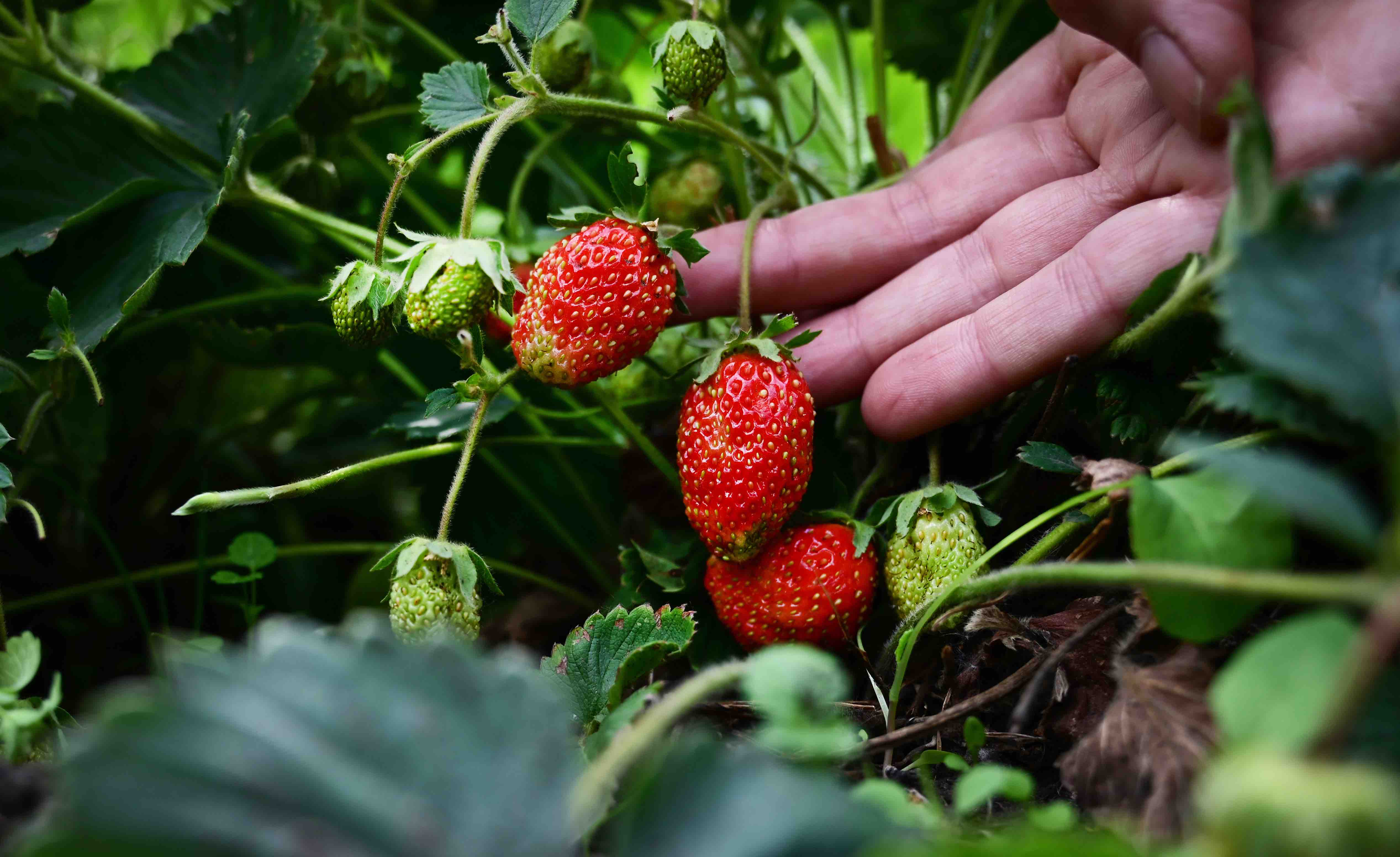 Strawberry Seeds – Vegetable Seeds Company