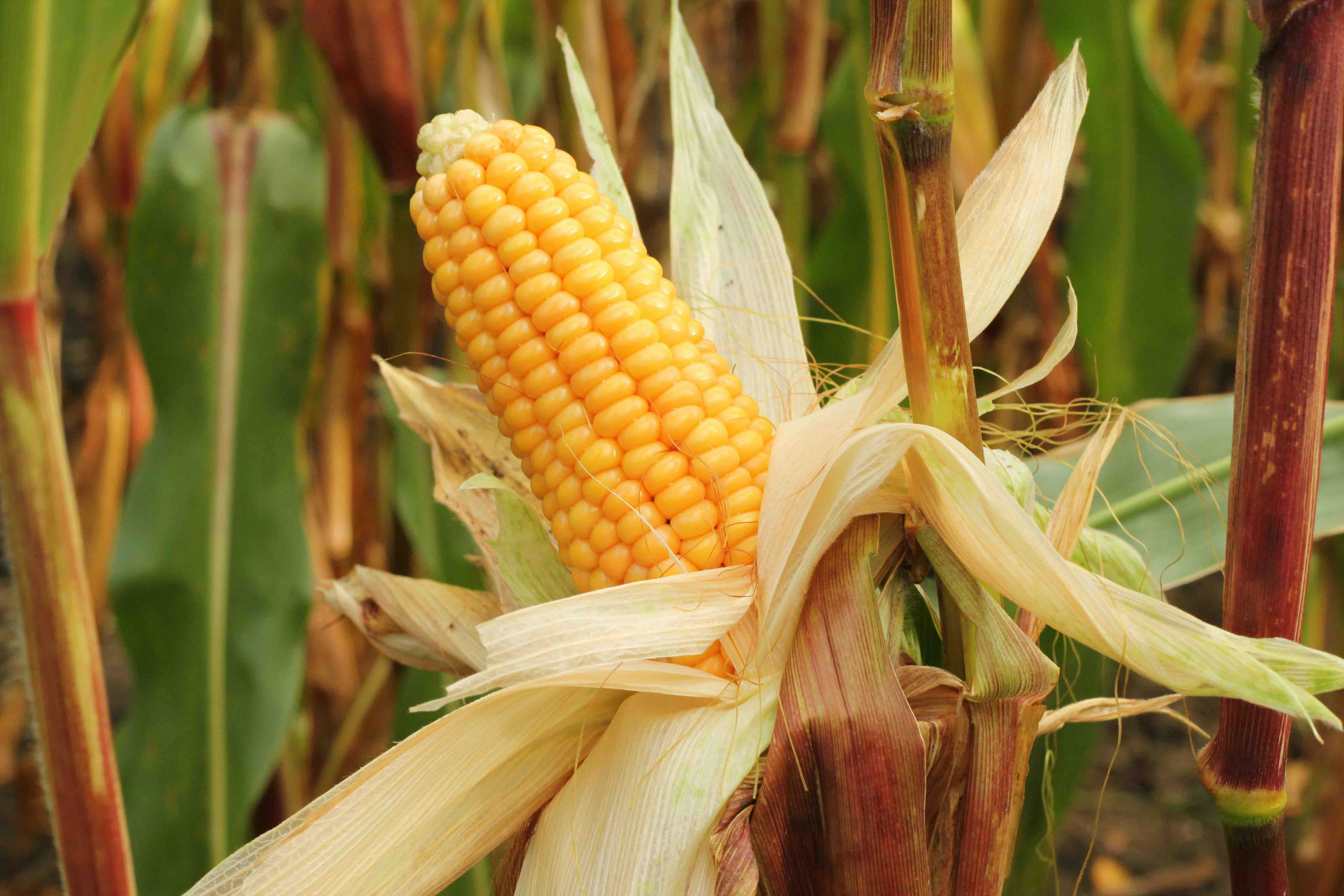 Sweetcorn Seeds – Vegetable Seeds Company